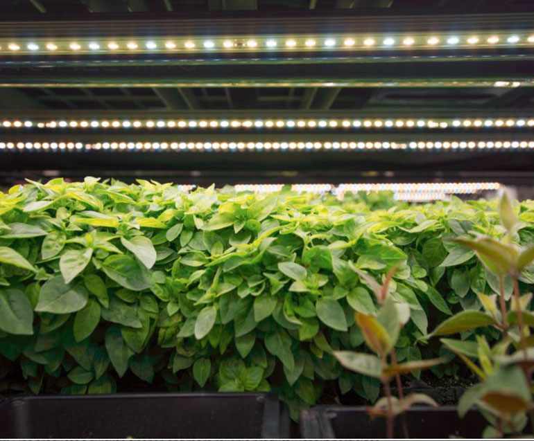 Osram Invests in Growth of Horticultural Lighting with Acquisition of ...